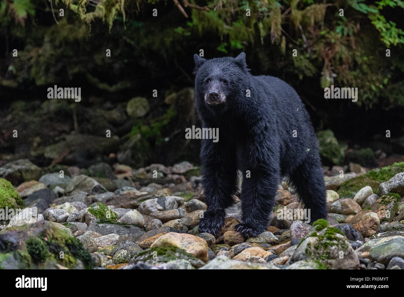 Smallest american bear hi-res stock photography and images - Alamy