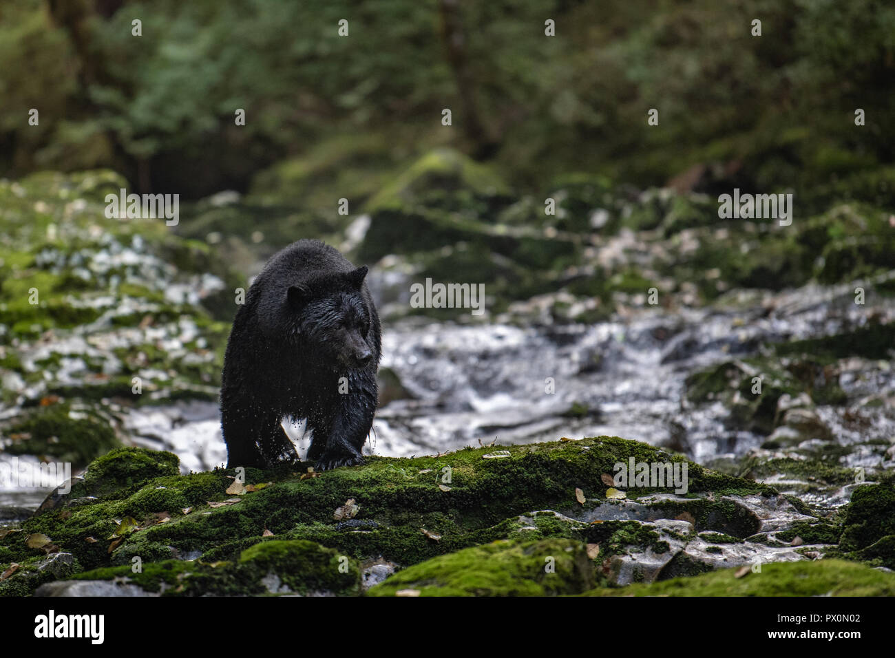 Smallest american bear hi-res stock photography and images - Alamy