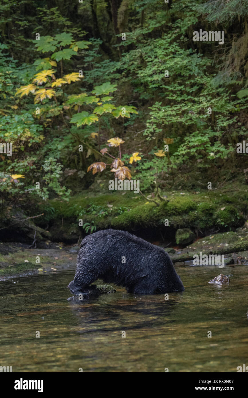 Shake fish hi-res stock photography and images - Alamy