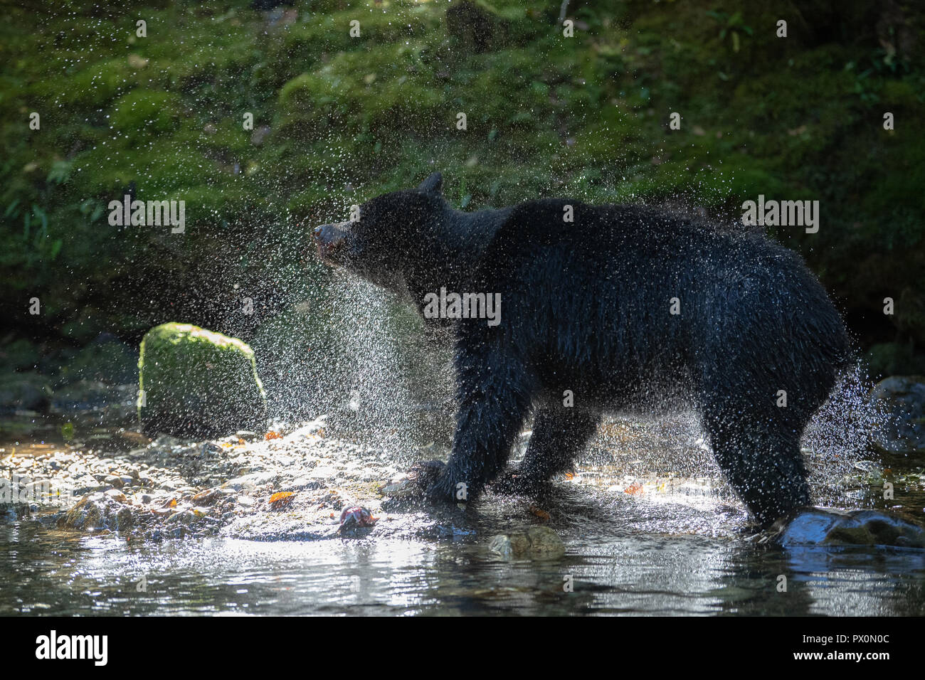 Smallest american bear hi-res stock photography and images - Alamy