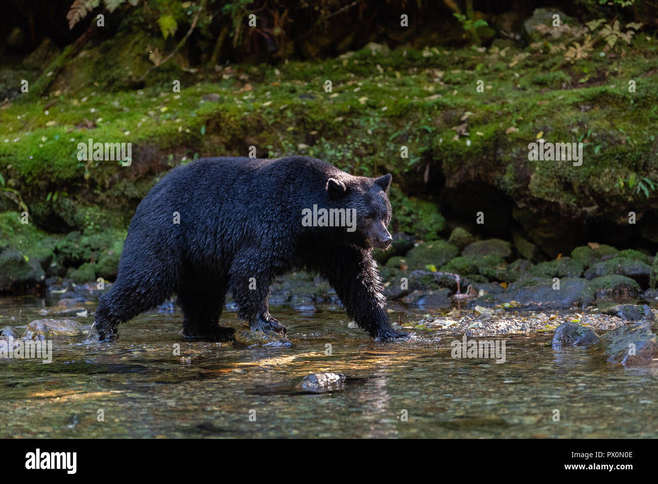 Smallest american bear hi-res stock photography and images - Alamy