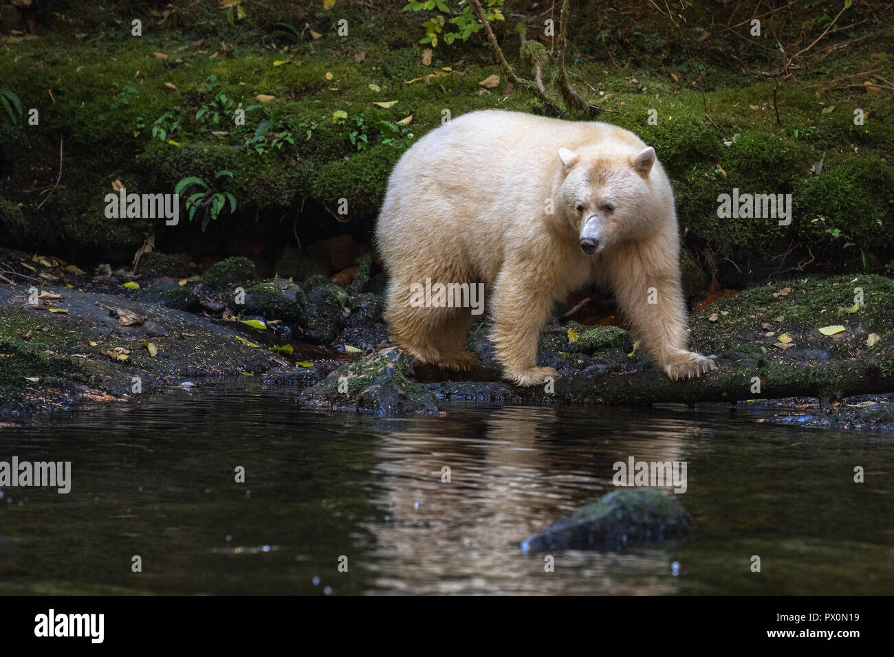 Official provincial mammal of british columbia hi-res stock photography ...