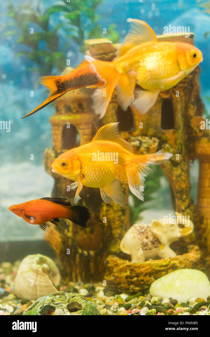 Goldfish in freshwater aquarium with green beautiful planted tropical ...