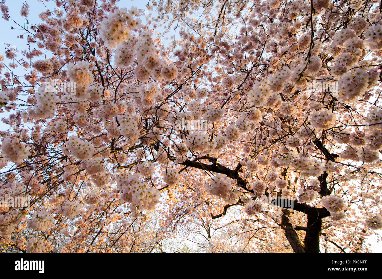 Dusk sunset view of a large Cherry Blossom tree in Washington DC during ...