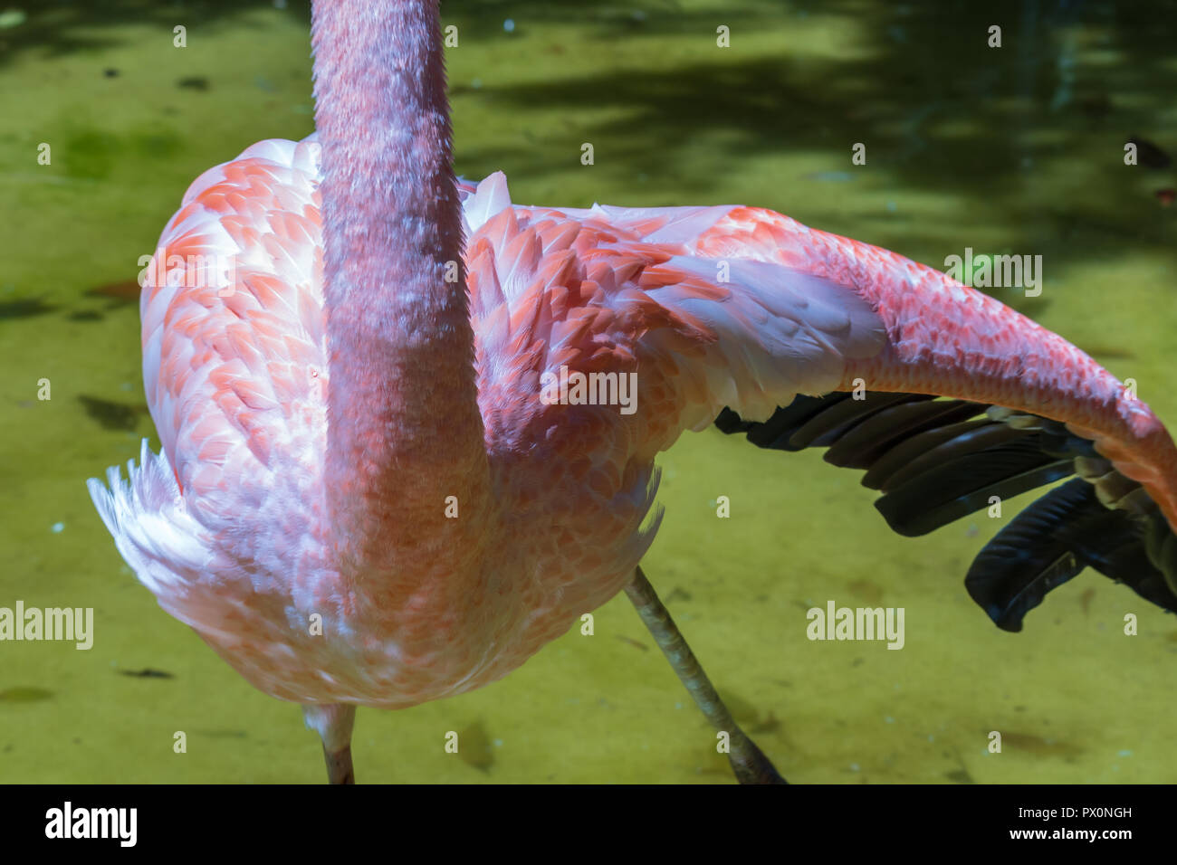 Closeup on flamingo feathers. Detailed shot of natural flamingo ...
