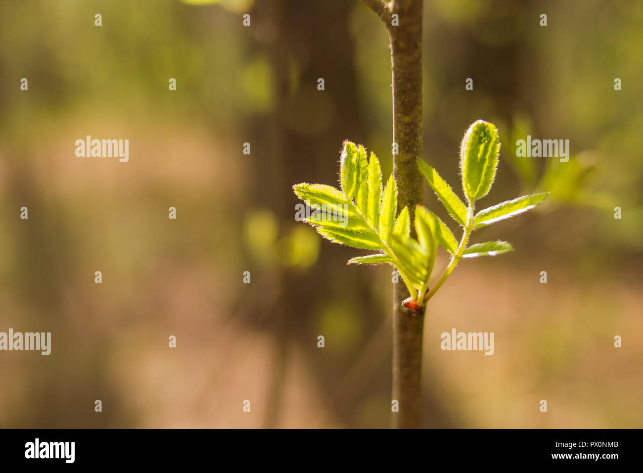 Rowan tree leaf isolated on a nature background.Ashberry leaf, Rowan ...