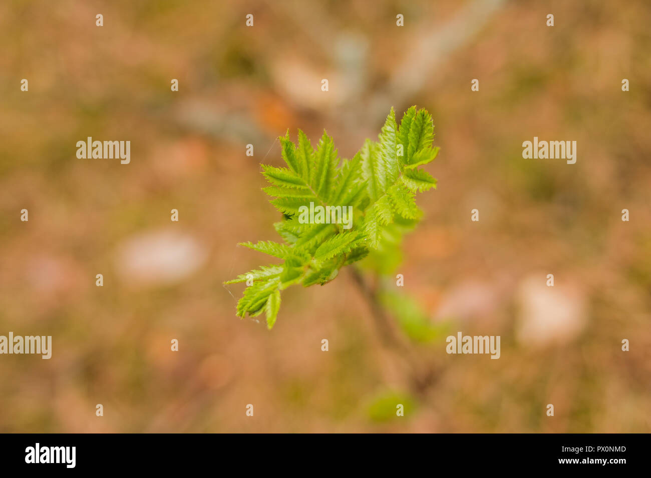 The first spring gentle leaves, buds and branches macro background ...