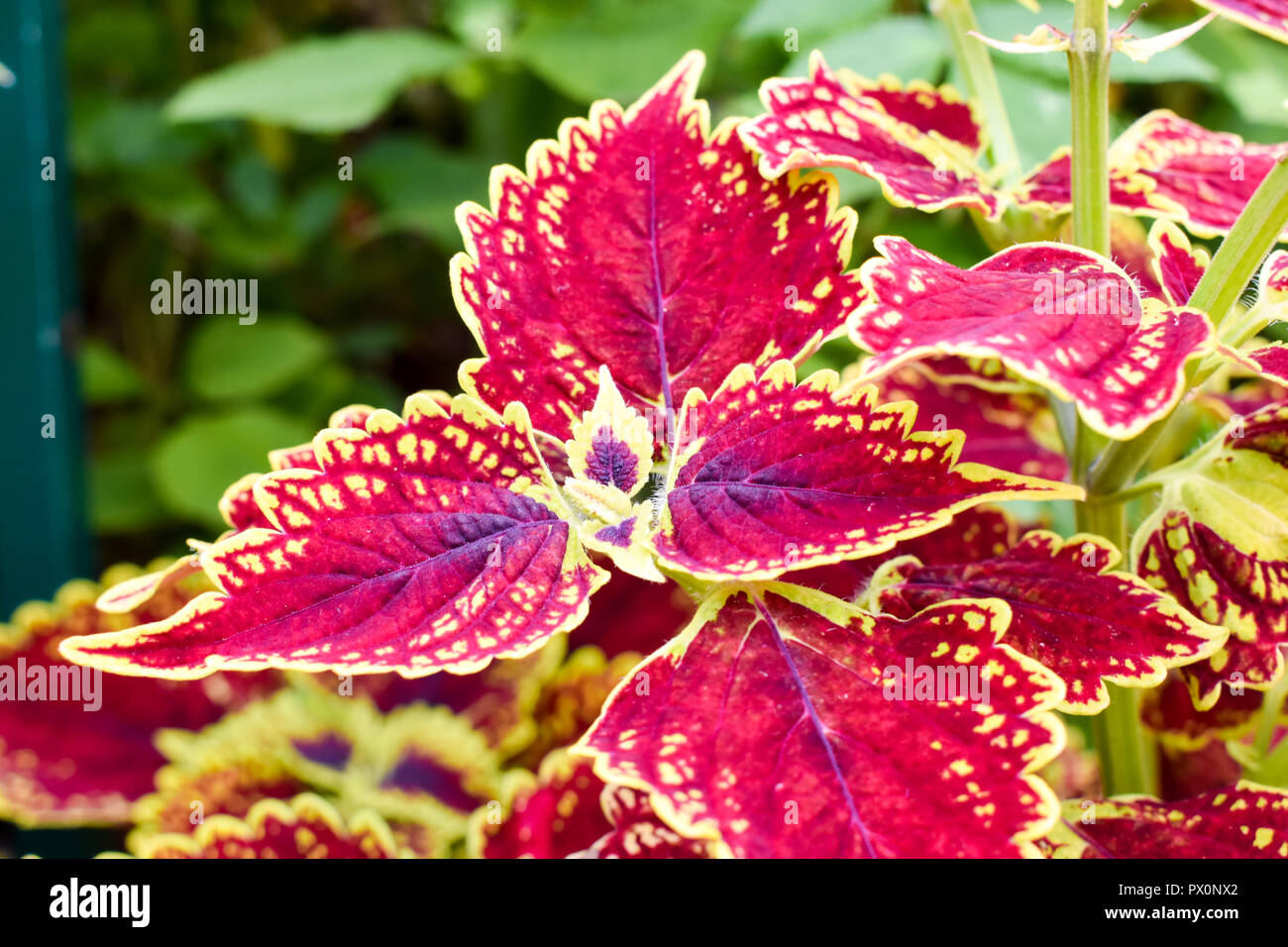 Red Coleus plants closeup on a flower bed Stock Photo - Alamy