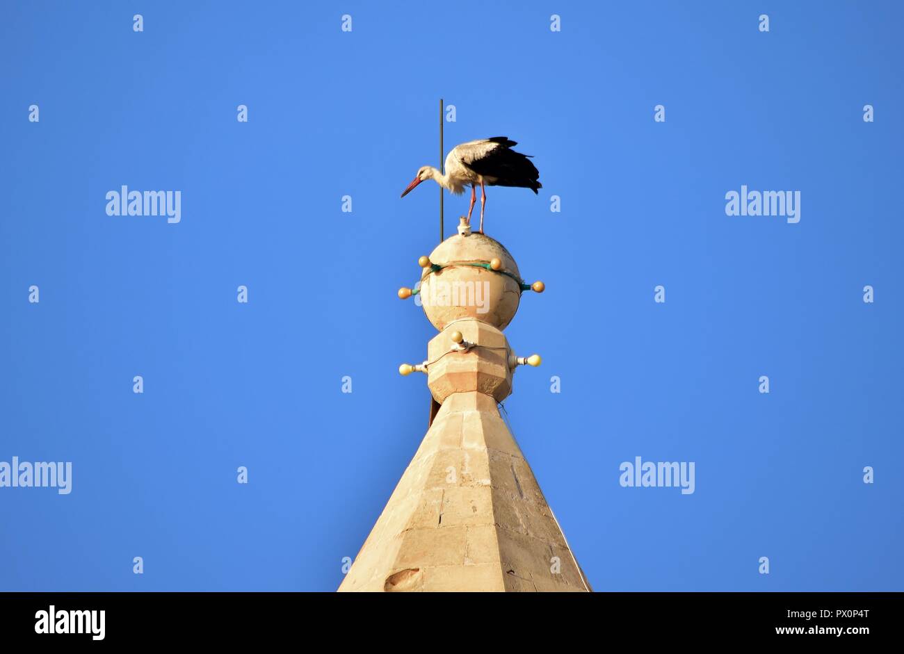 White Stork, Ciconia ciconia, migrating over the Maltese Islands. Big ...