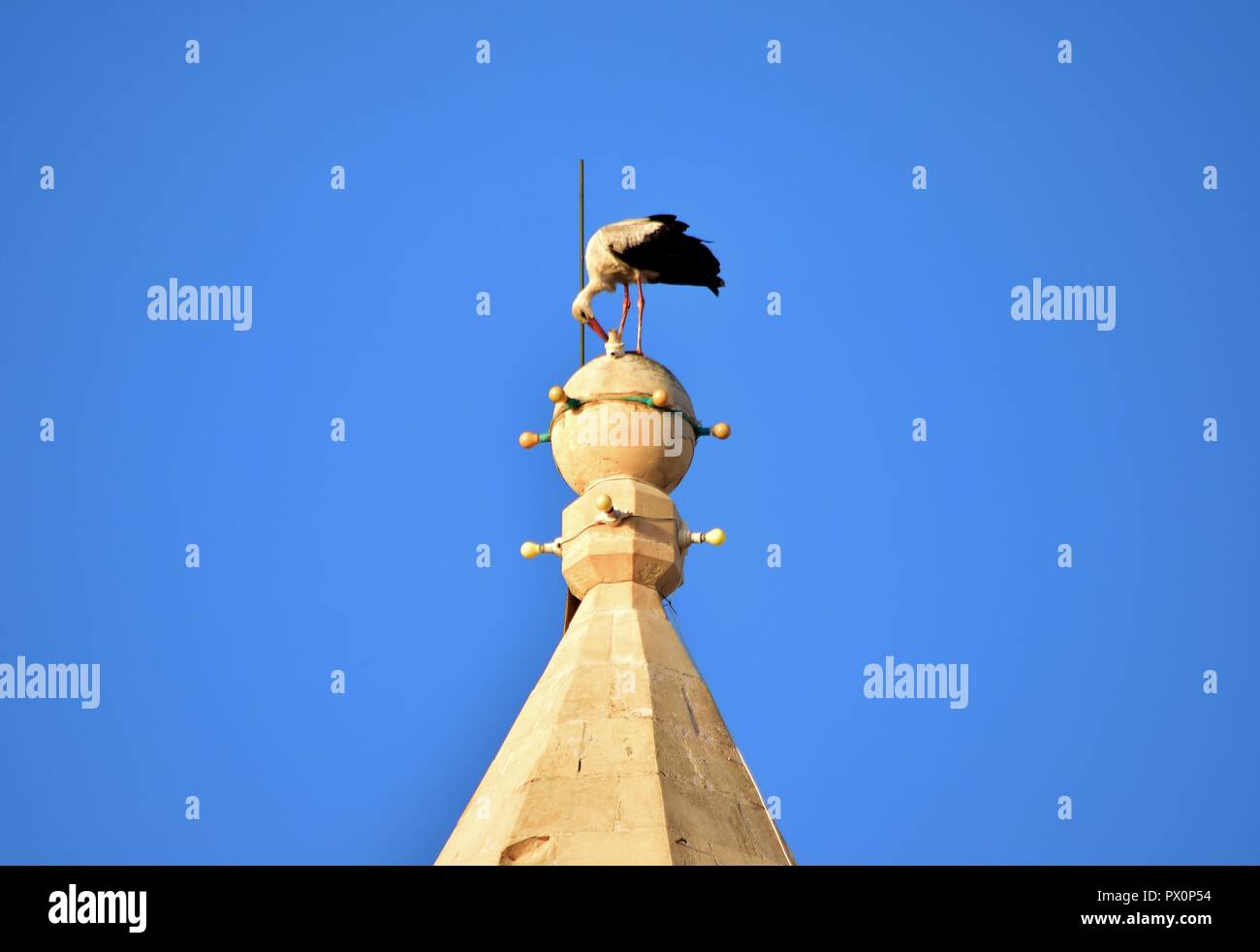 White Stork, Ciconia ciconia, migrating over the Maltese Islands. Big ...