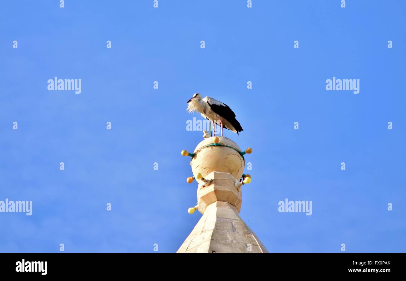 White Stork, Ciconia ciconia, migrating over the Maltese Islands. Big ...