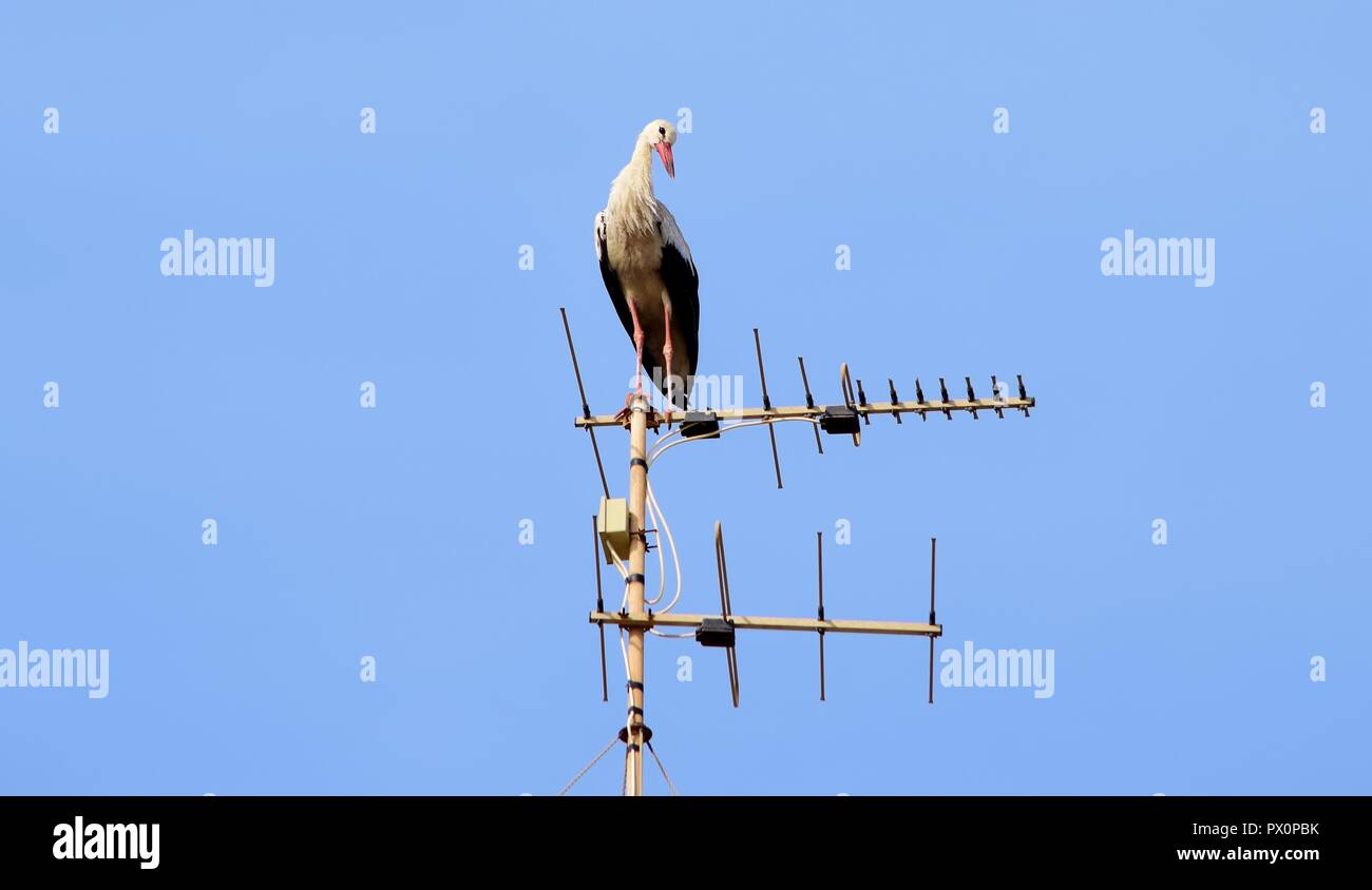Stork balancing on antenna hi-res stock photography and images - Alamy