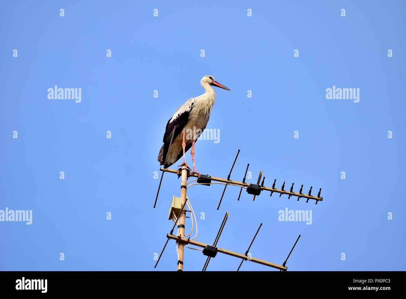 White Stork, Ciconia ciconia, migrating over the Maltese Islands ...