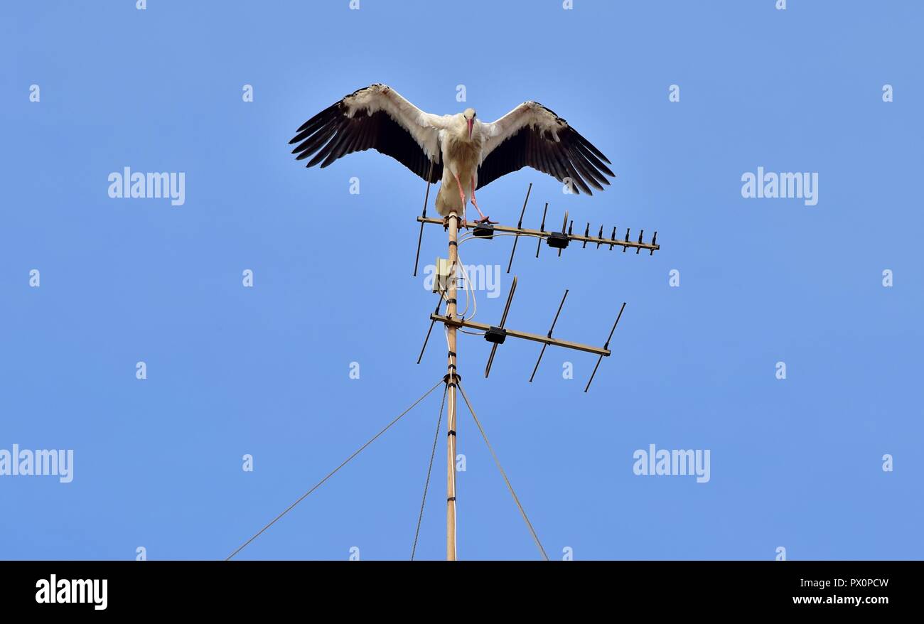 Stork balancing on antenna hi-res stock photography and images - Alamy