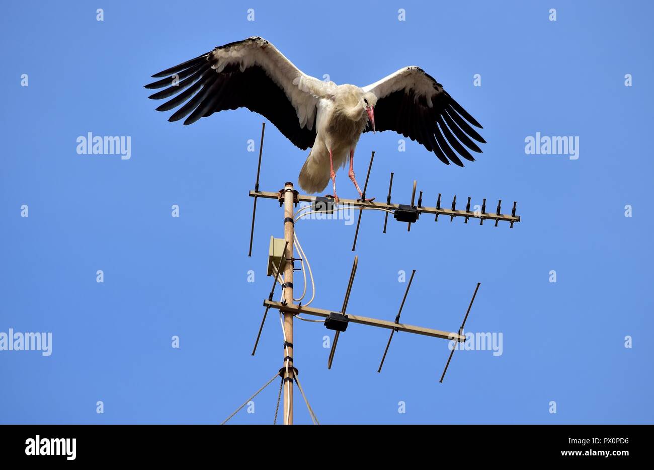 Stork balancing on tv aerial hi-res stock photography and images - Alamy