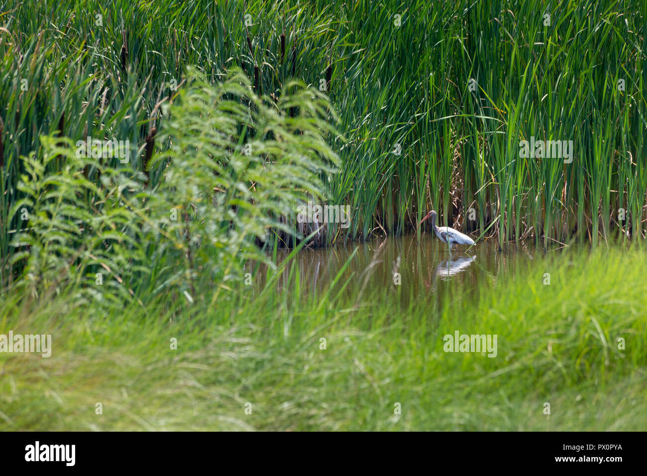 A white ibis searching for food in small body of water between marshy ...