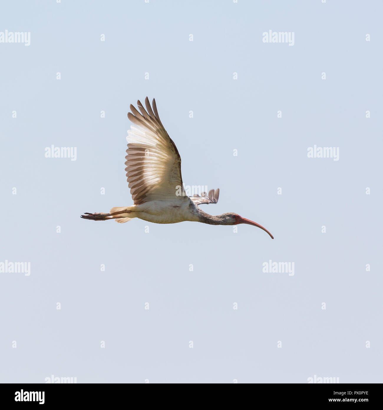 An immature white ibis flying above the marsh. Bayou Sauvage National ...