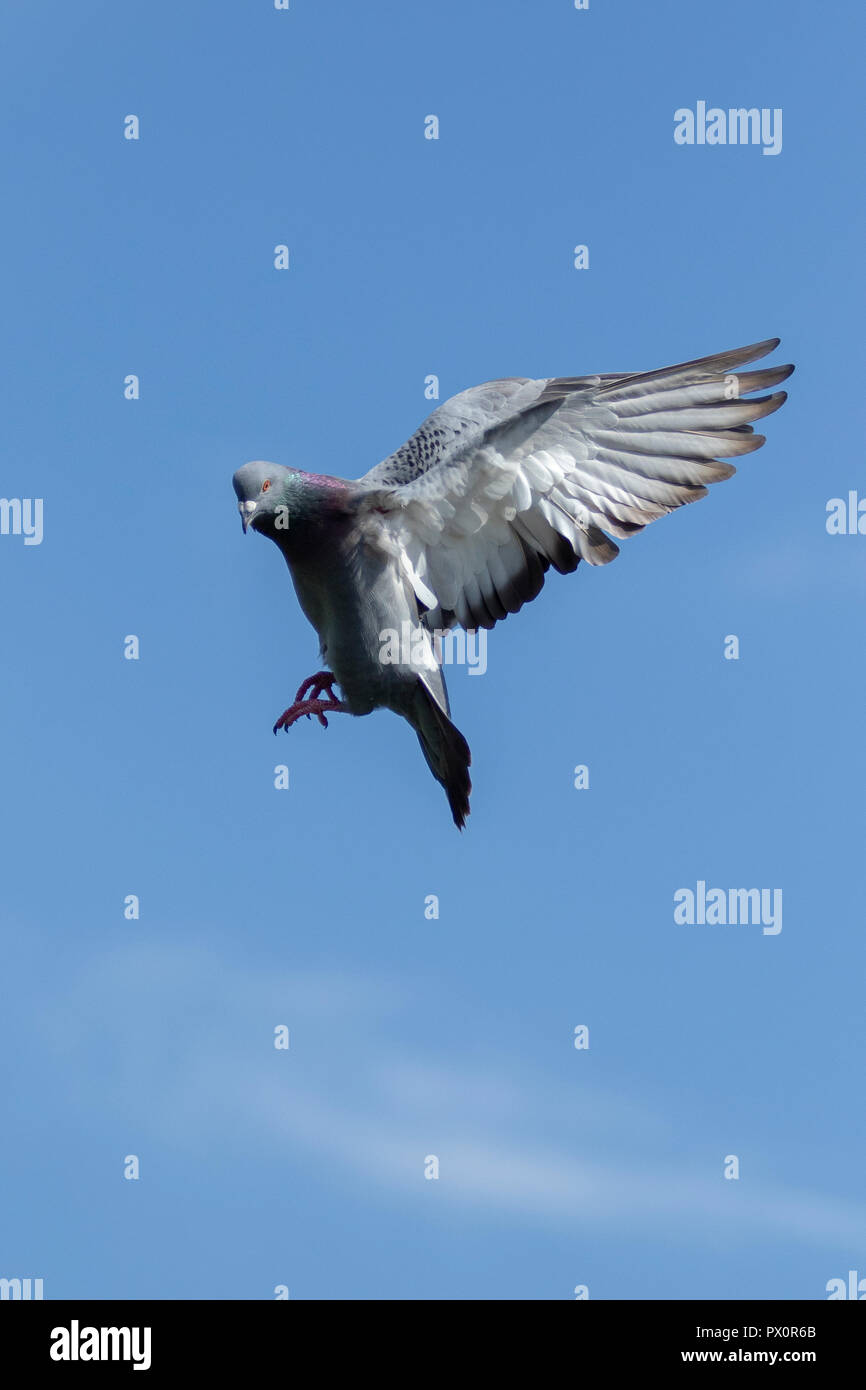 flying of speed racing pigeon against clear blue sky Stock Photo - Alamy