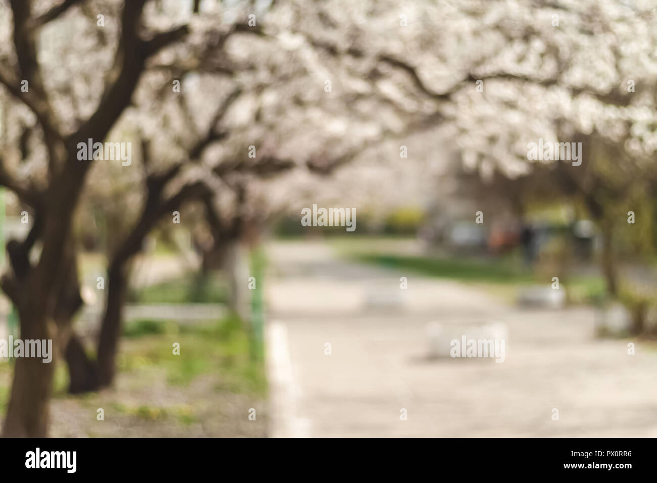 Spring blurry city. Defocused cityscape background. Blurry blossom ...