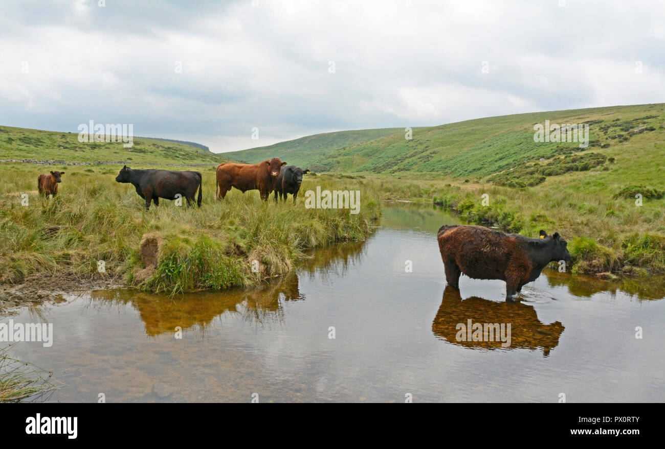 North devon cattle hi-res stock photography and images - Alamy