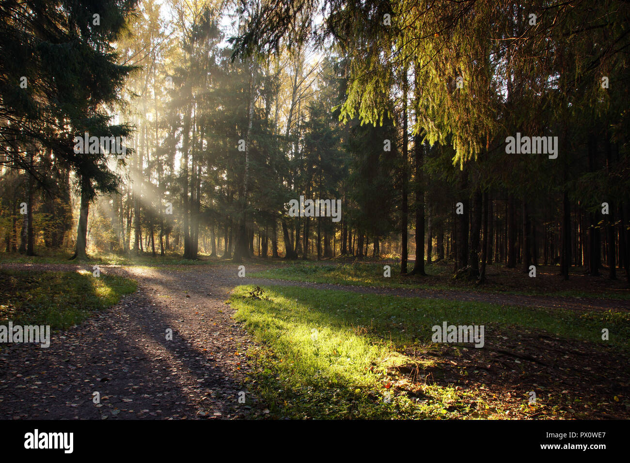 Fork forest path trees hi-res stock photography and images - Alamy