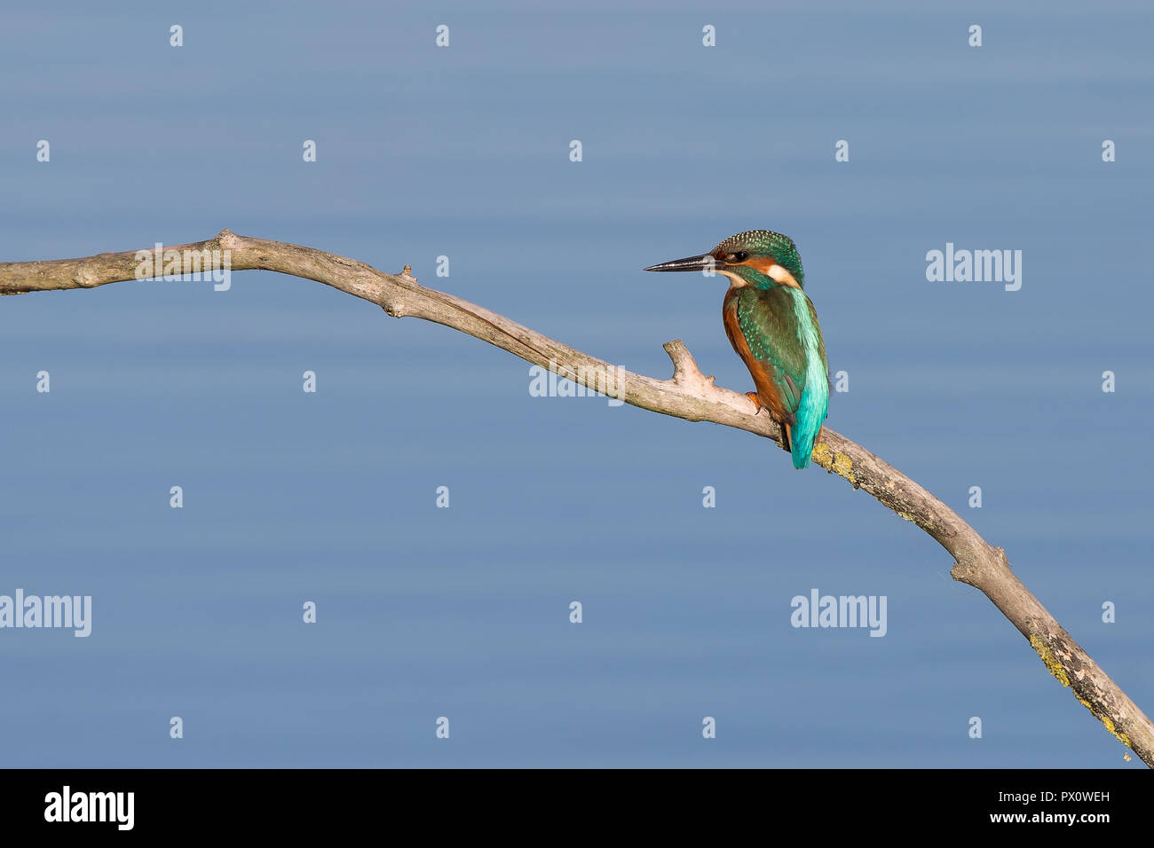 Common kingfisher bird (Alcedo atthis) perching isolated on branch ...