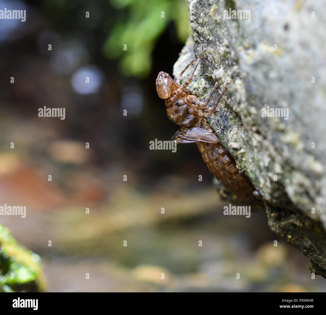 Dragonfly exuvia hi-res stock photography and images - Alamy