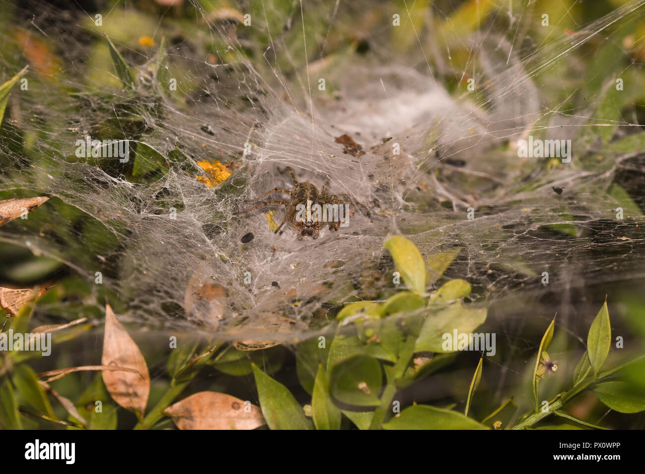 Grass funnel-weaver in her spider web Stock Photo - Alamy