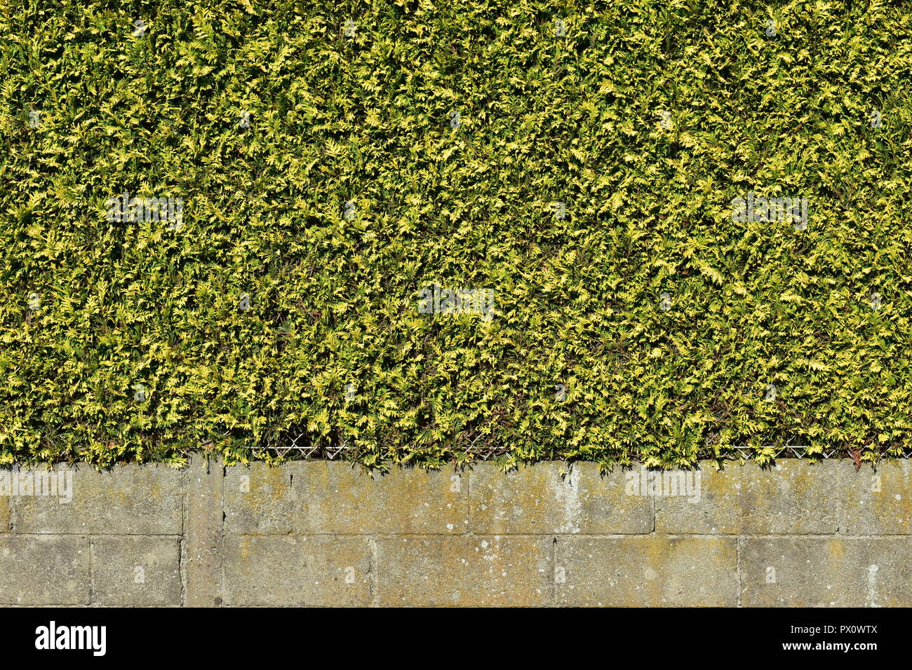 Background: Shiny hedge with cement bricks. Natural texture with sun ...