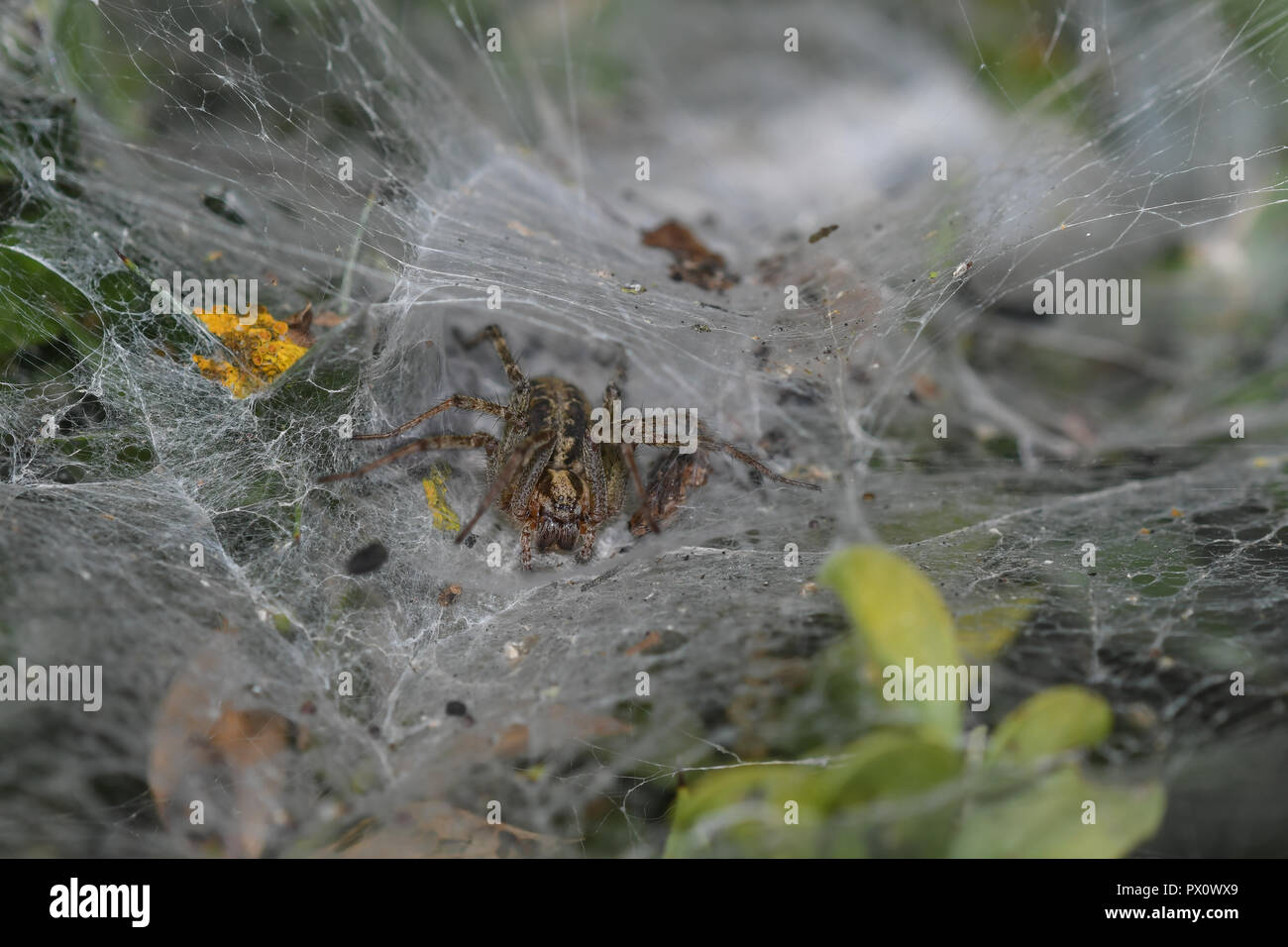 Grass funnel-weaver in her spider web Stock Photo - Alamy