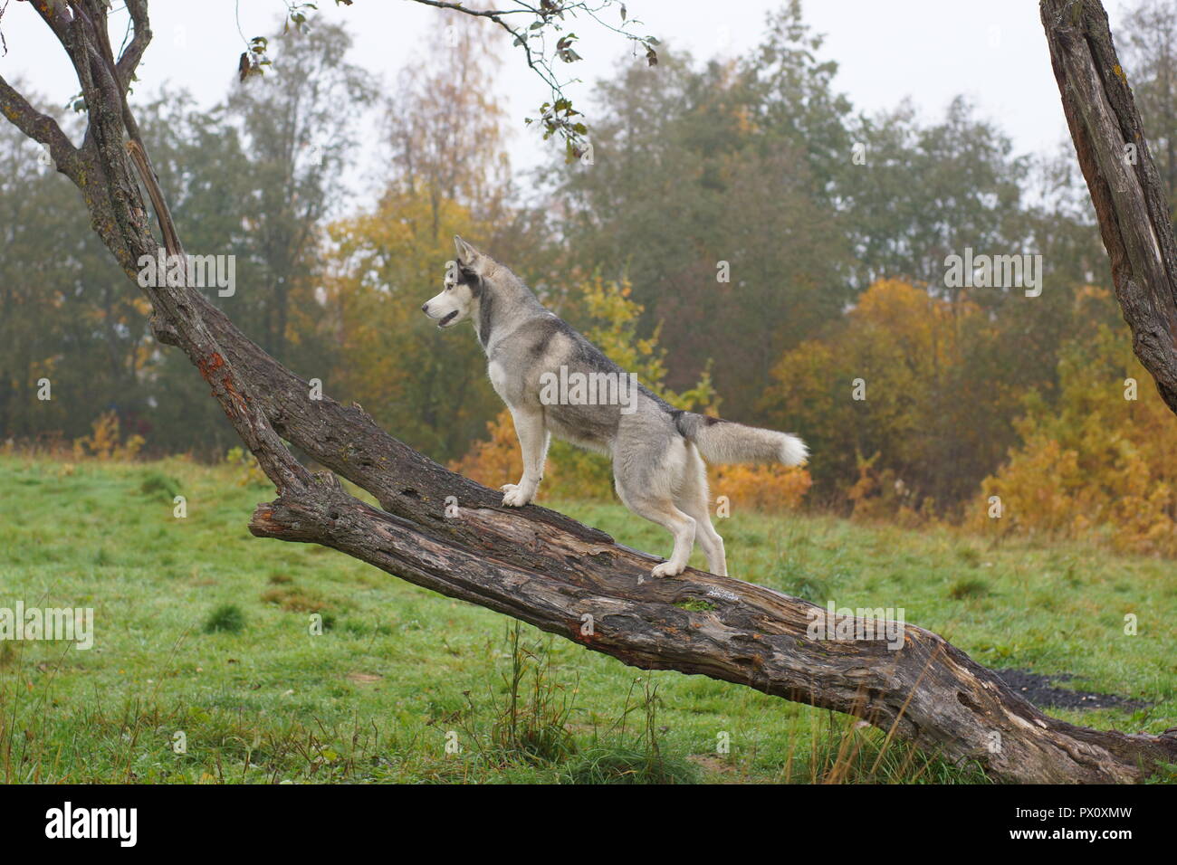Husky breed dog standing on a tree trunk and looking forward Stock ...