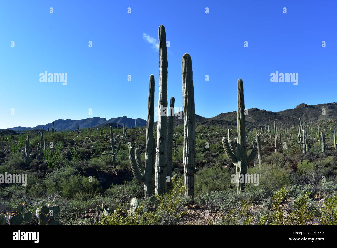 Saguaro forest hi-res stock photography and images - Alamy