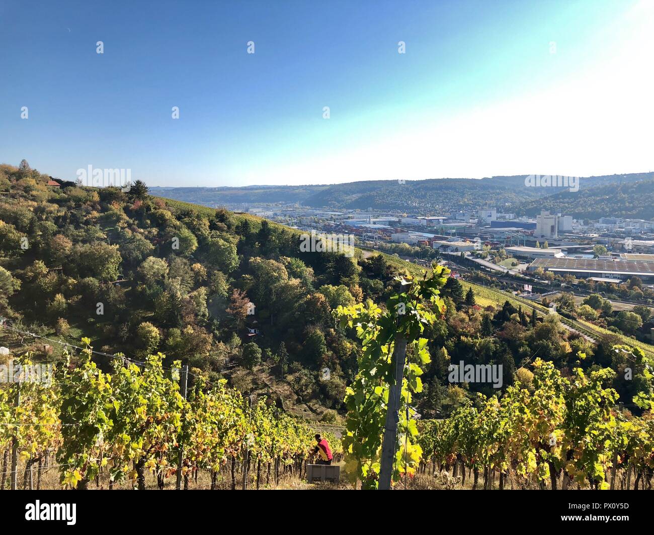 vineyards in the Stuttgart area Stock Photo - Alamy