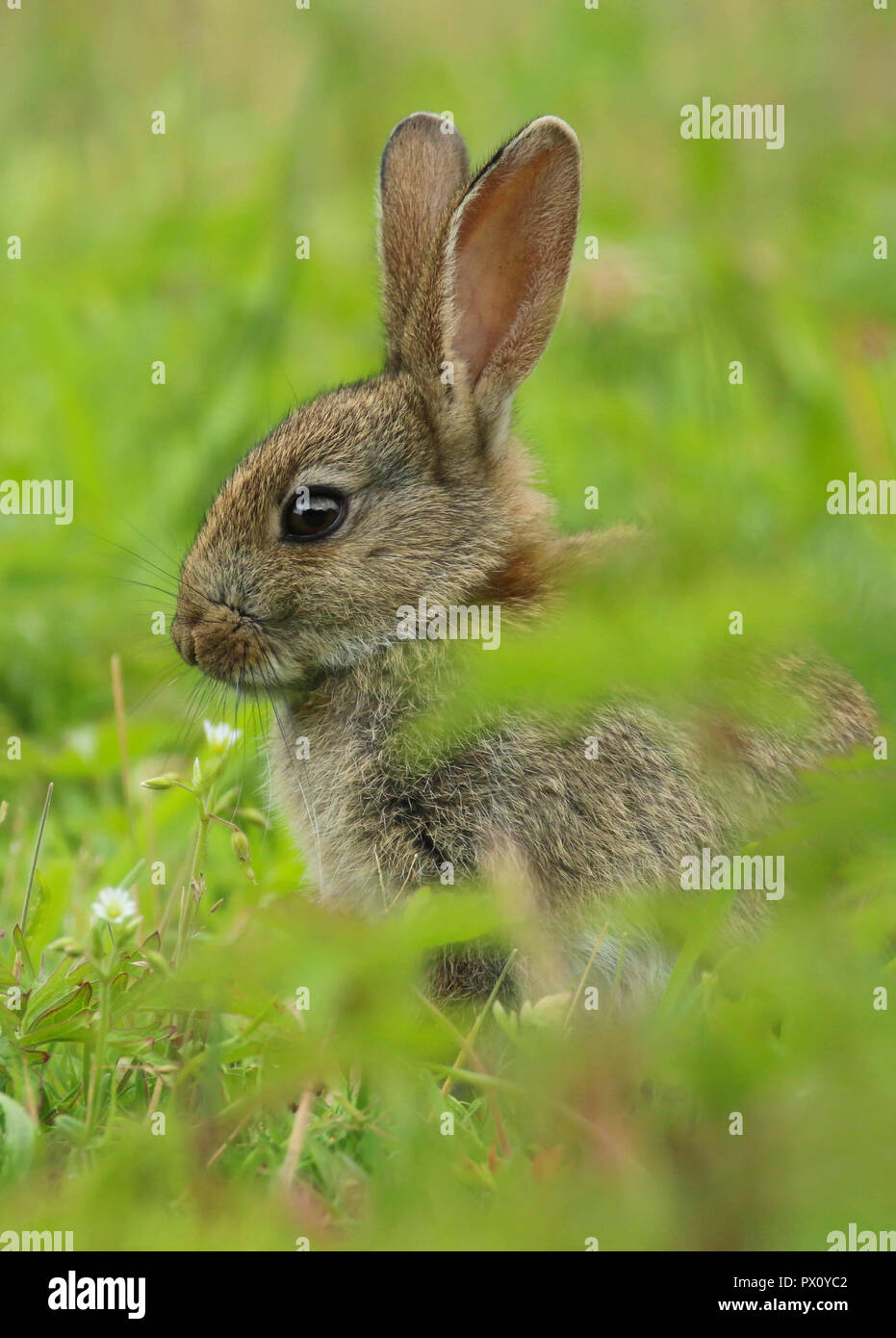 What Do Baby Wild Rabbits Eat