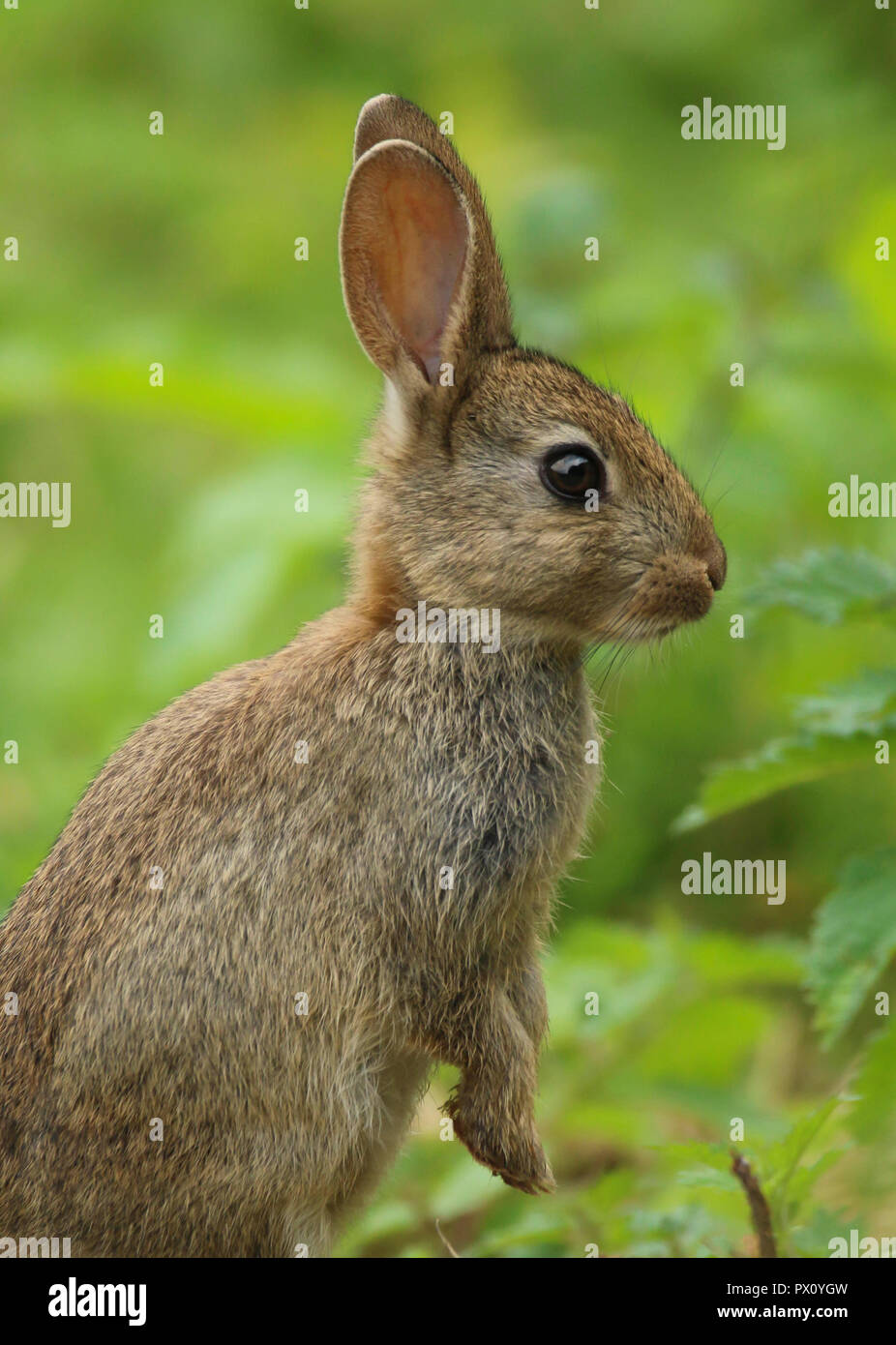 European Rabbit Baby Stock Photos & European Rabbit Baby Stock Images ...