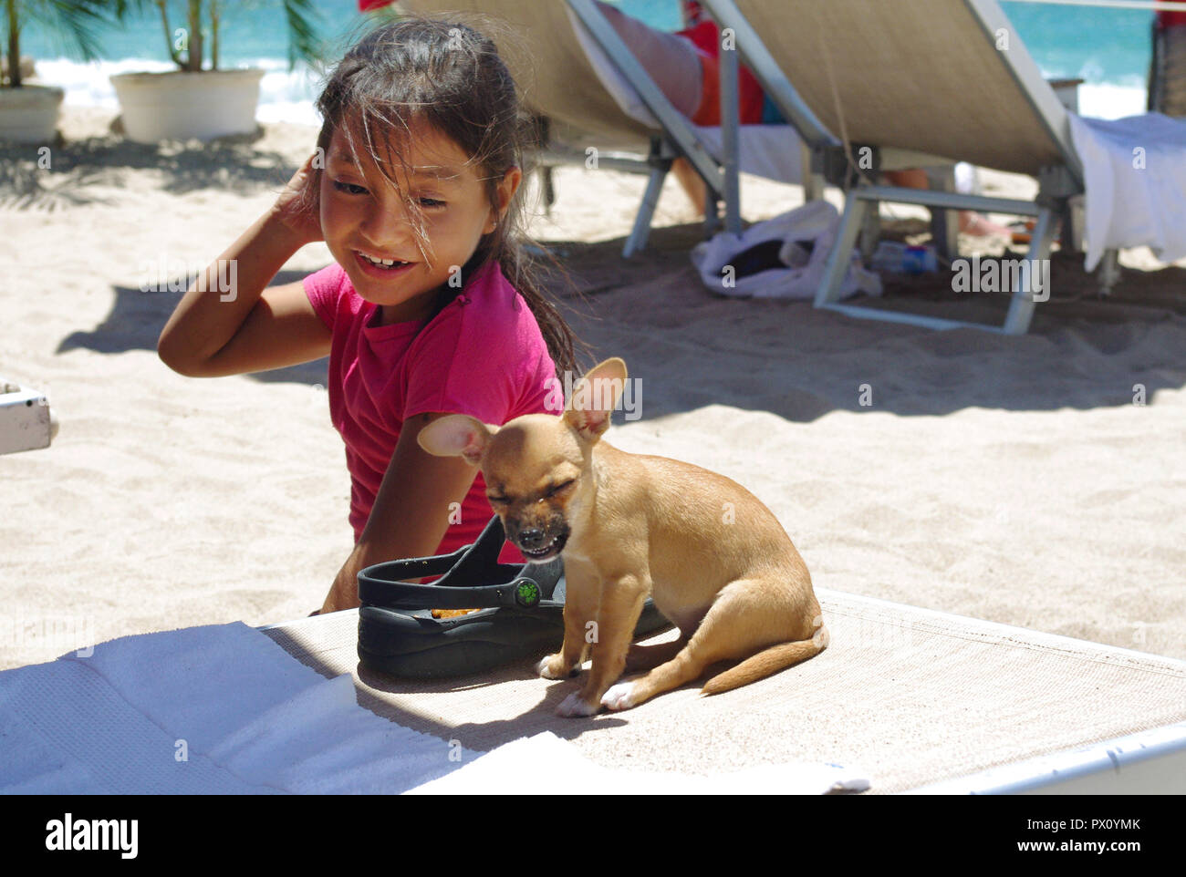 Chiwawa Puppy Stock Photos & Chiwawa Puppy Stock Images - Alamy