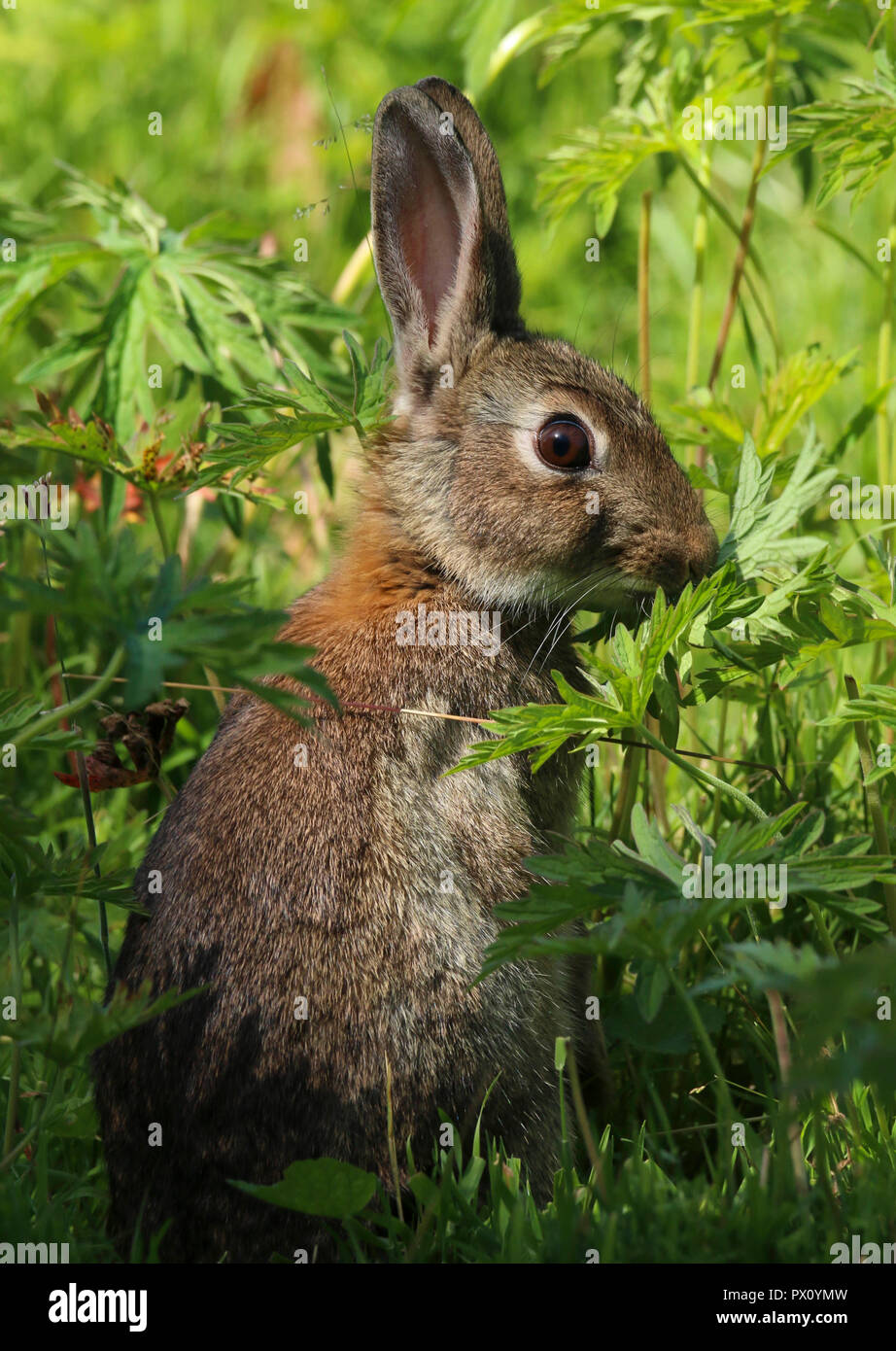 European Rabbit Baby Stock Photos & European Rabbit Baby Stock Images ...