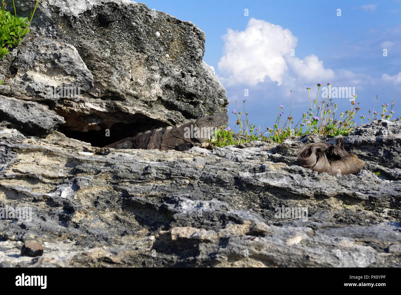 Find the lizard in this picture Stock Photo - Alamy