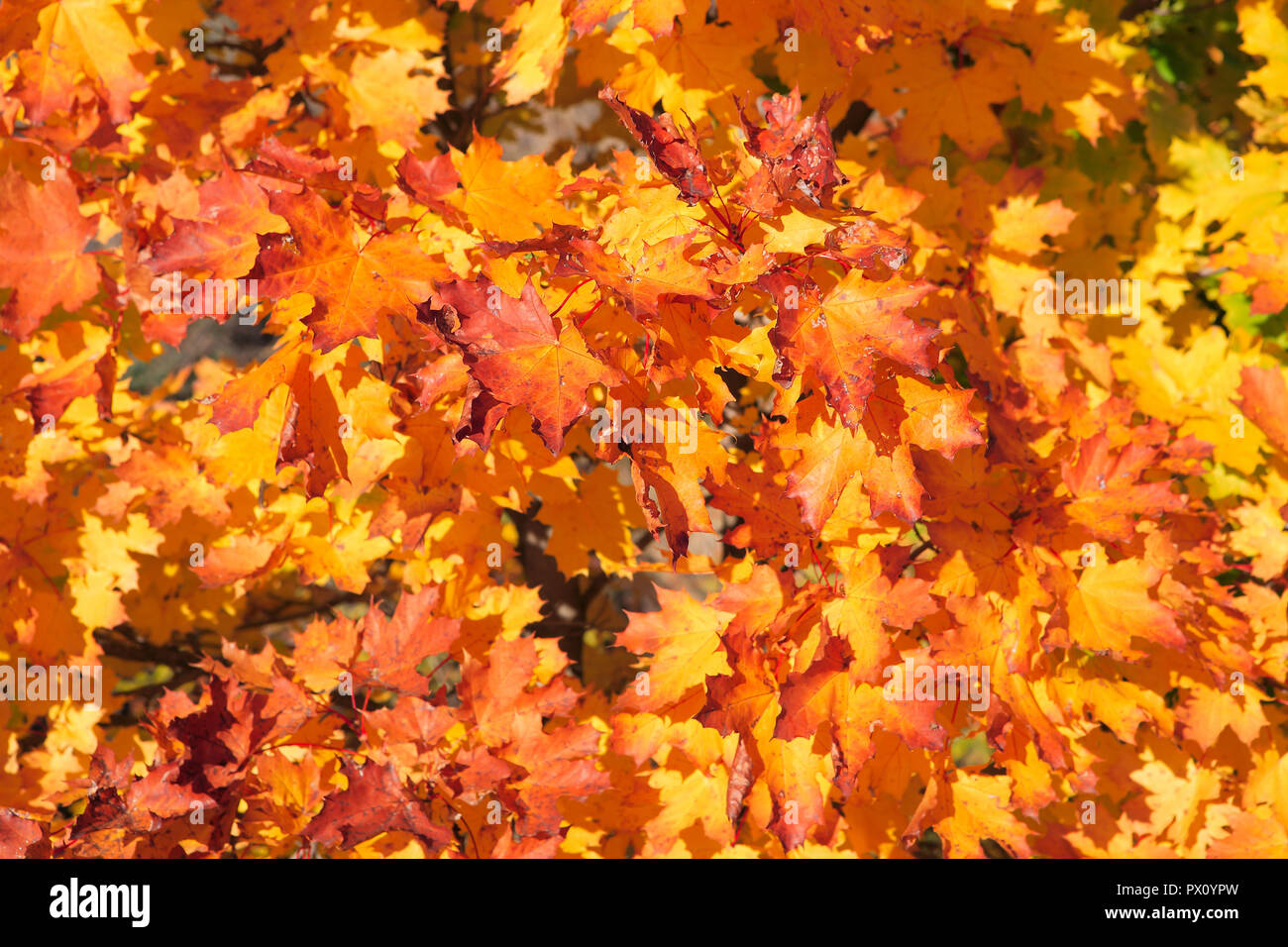 Incredibly beautiful trees hi-res stock photography and images - Alamy