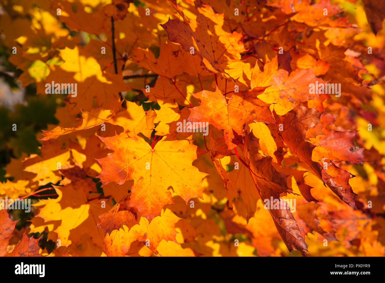 incredibly beautiful autumn forest landscape Stock Photo - Alamy