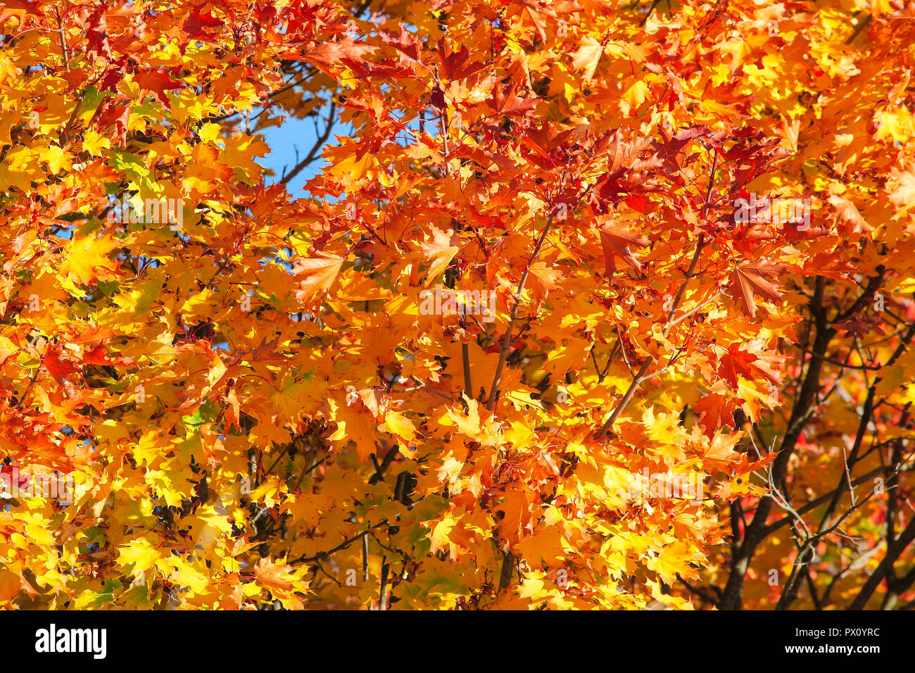 incredibly beautiful autumn forest landscape Stock Photo - Alamy