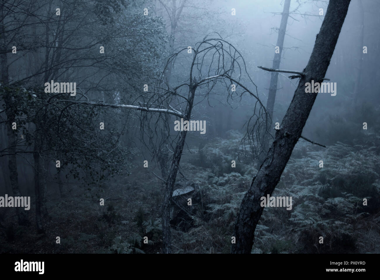 Woods night eerie scary hi-res stock photography and images - Alamy