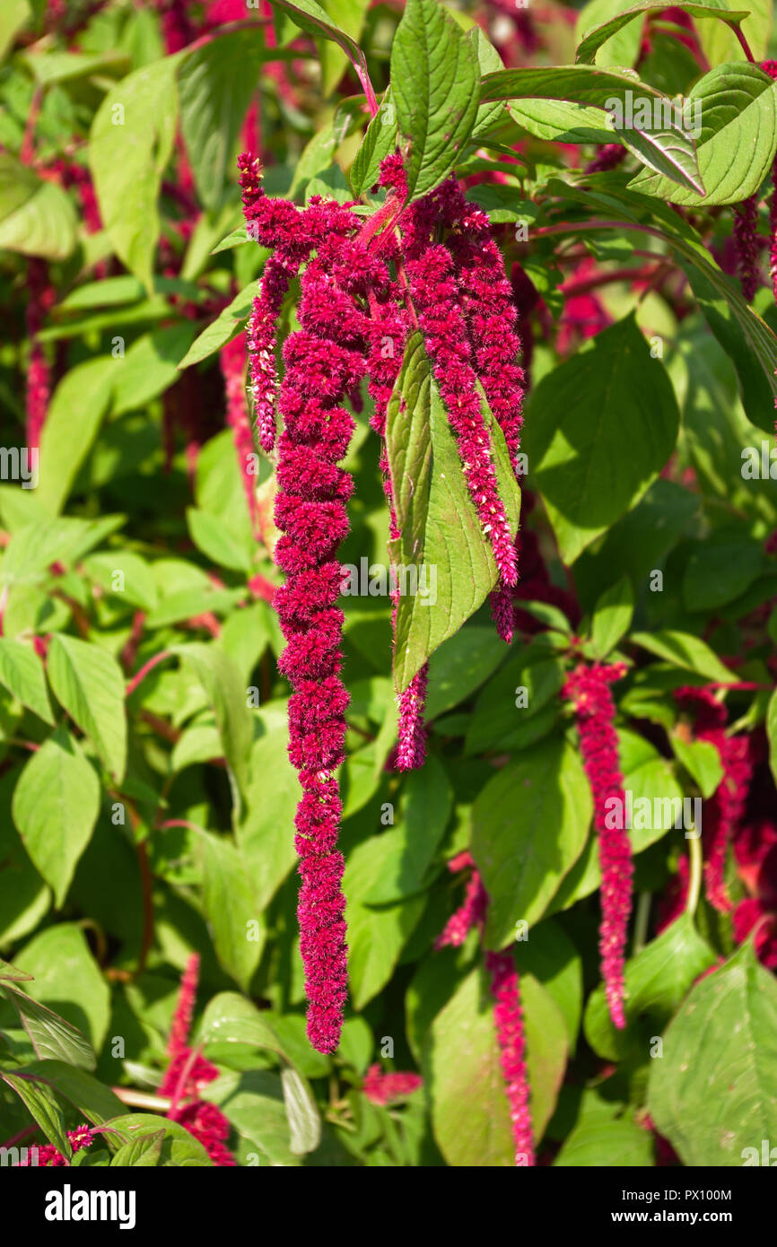 Amaranthus garden hi-res stock photography and images - Alamy