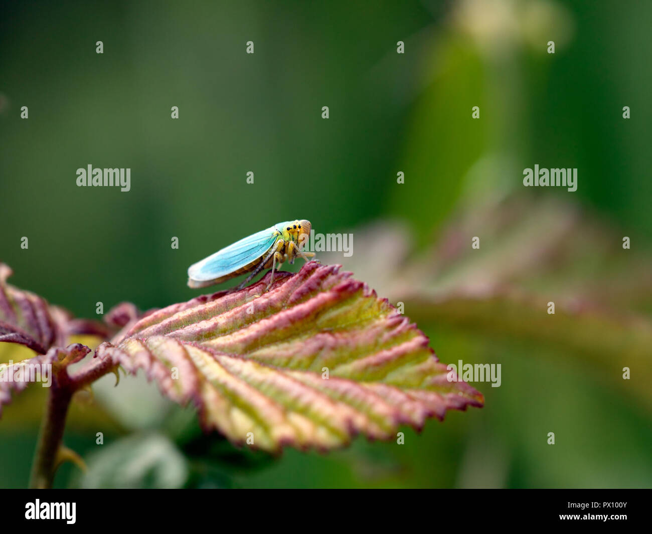 Very small blue cicada on a leaf Stock Photo - Alamy