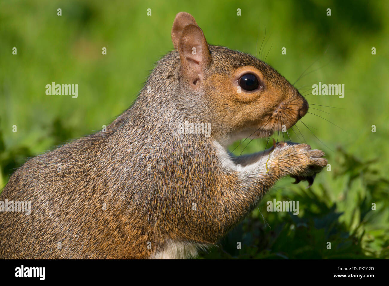 Portrait of a grey squirrel in the welsh countryside United Kingdom uk ...