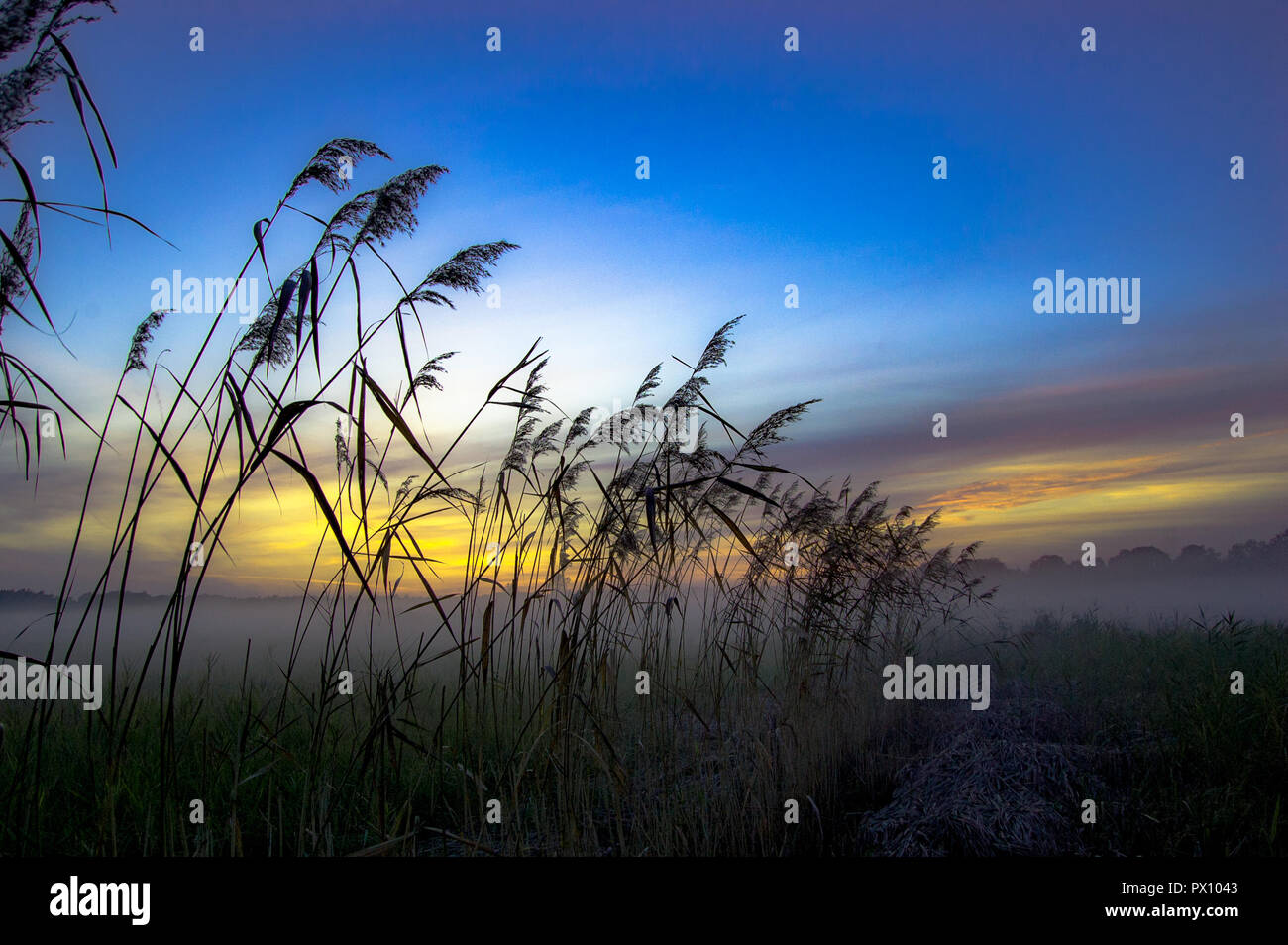 Reed Tops High Resolution Stock Photography and Images - Alamy