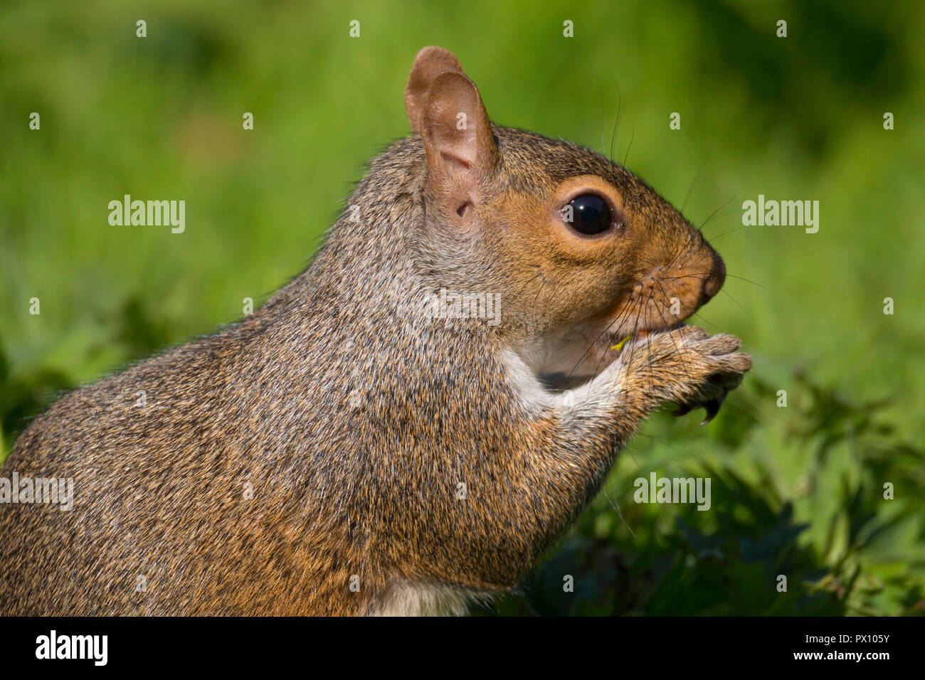 Portrait of a grey squirrel in the welsh countryside United Kingdom uk ...