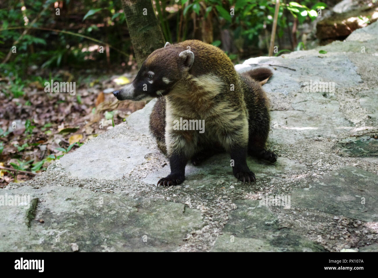 Coatimundi hi-res stock photography and images - Alamy