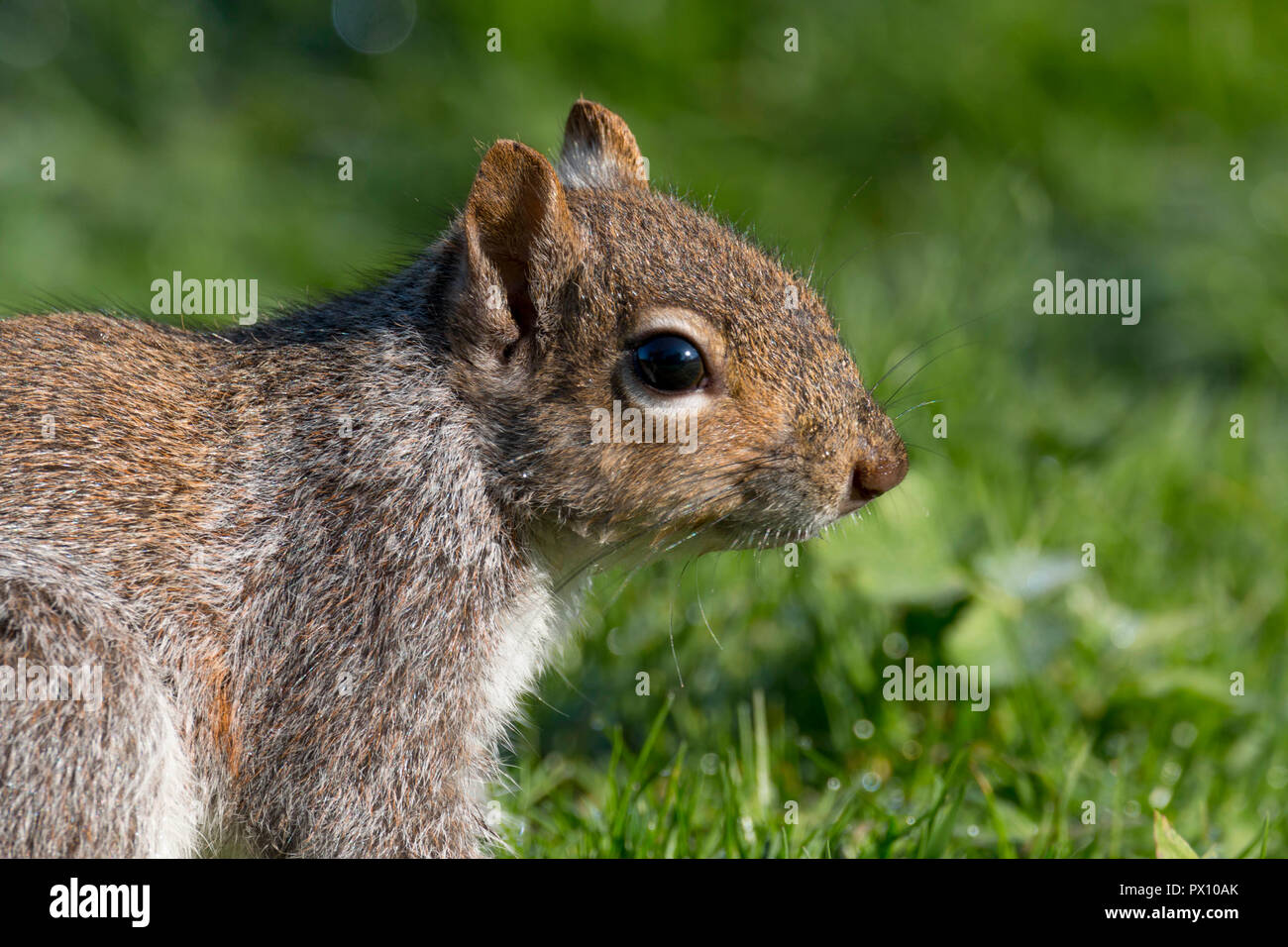 Welsh squirrel hi-res stock photography and images - Alamy