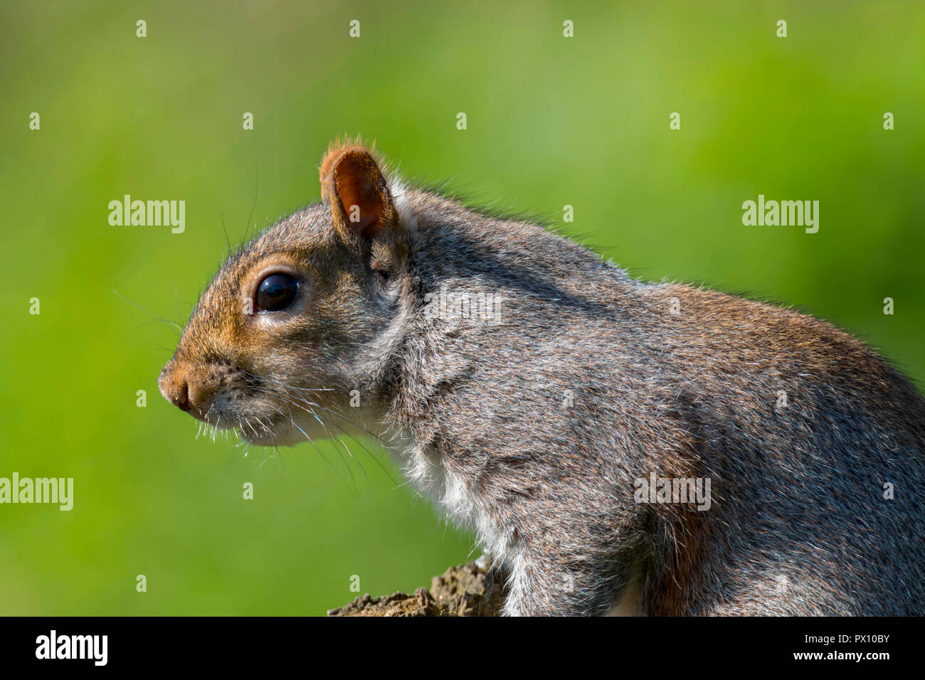 Portrait of a grey squirrel in the welsh countryside United Kingdom uk ...
